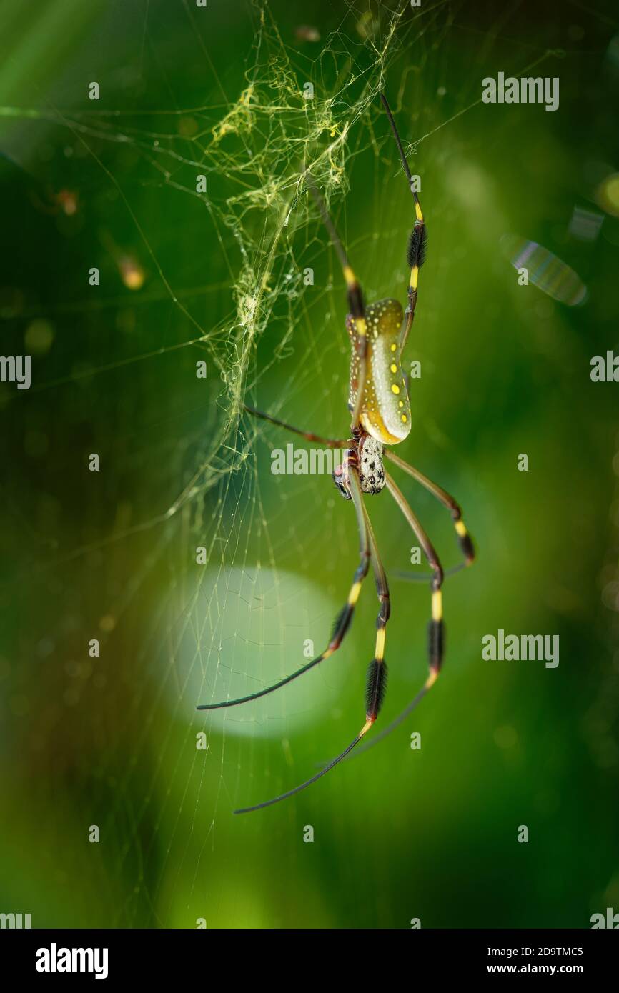 Nephila genus hi-res stock photography and images - Alamy
