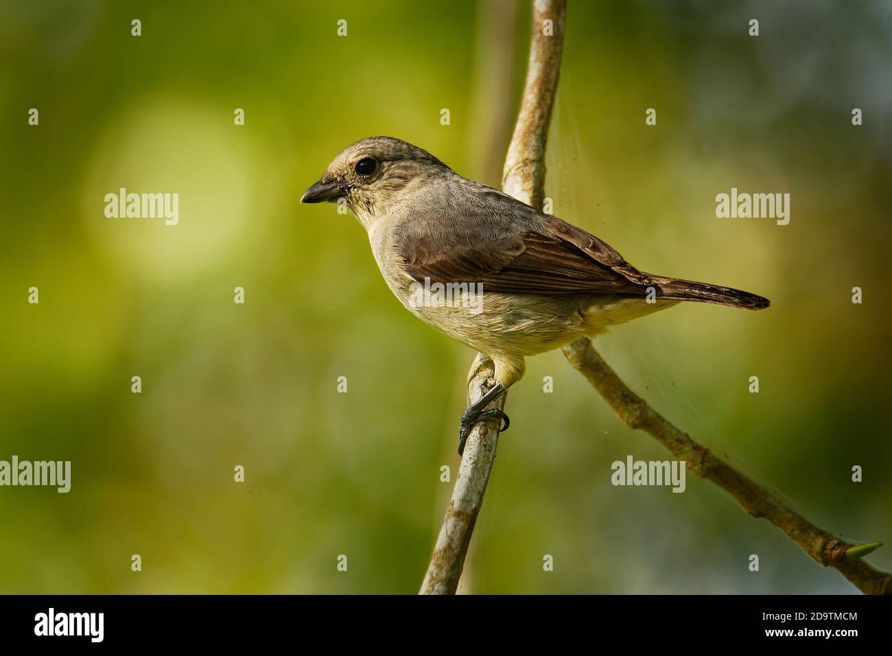 Plain colored hi-res stock photography and images - Alamy