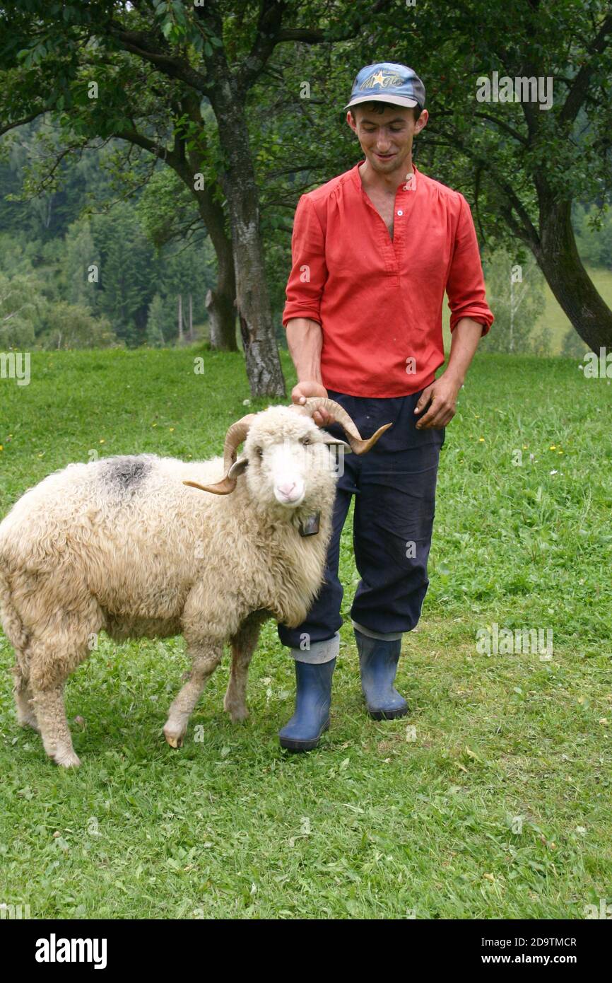 Man in Romania's countryside with a domesticated ram Stock Photo - Alamy