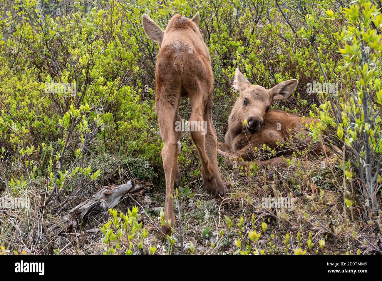 North America; United States; Alaska; Wildlife; Moose; Alces alces ...