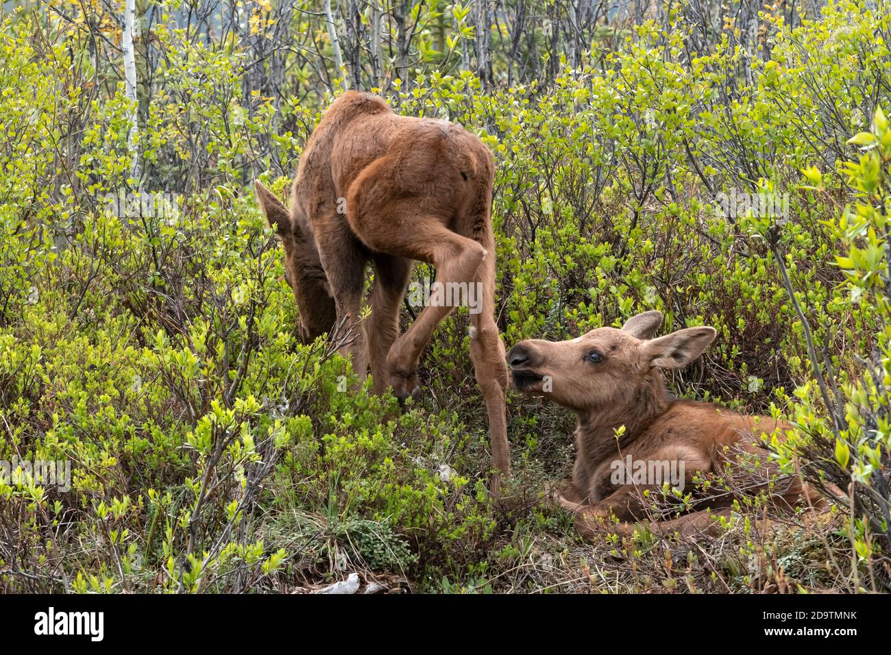 North America; United States; Alaska; Wildlife; Moose; Alces alces ...