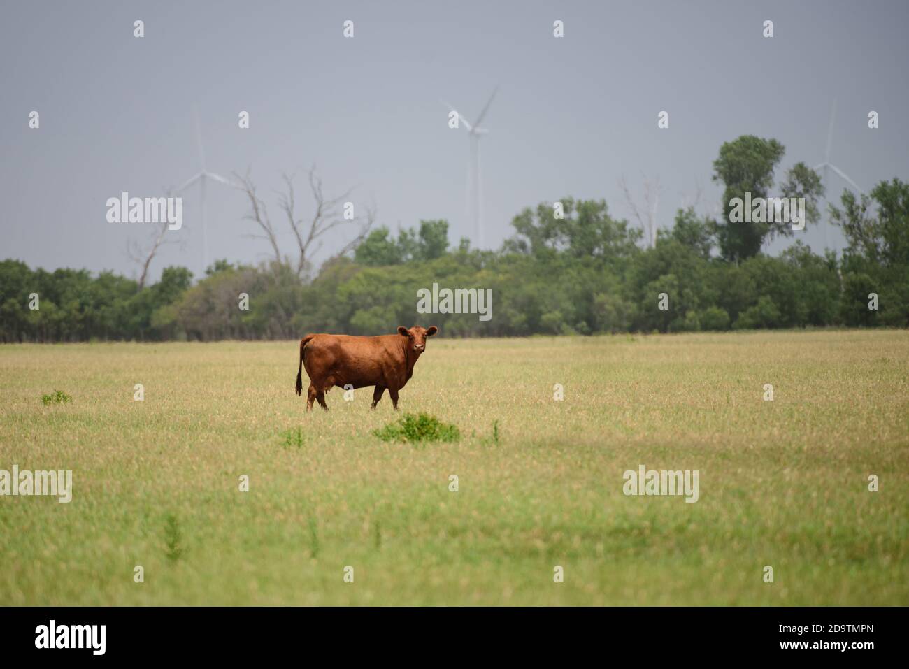 Dairy cow grazing in a field. Cows in a farm Stock Photo - Alamy