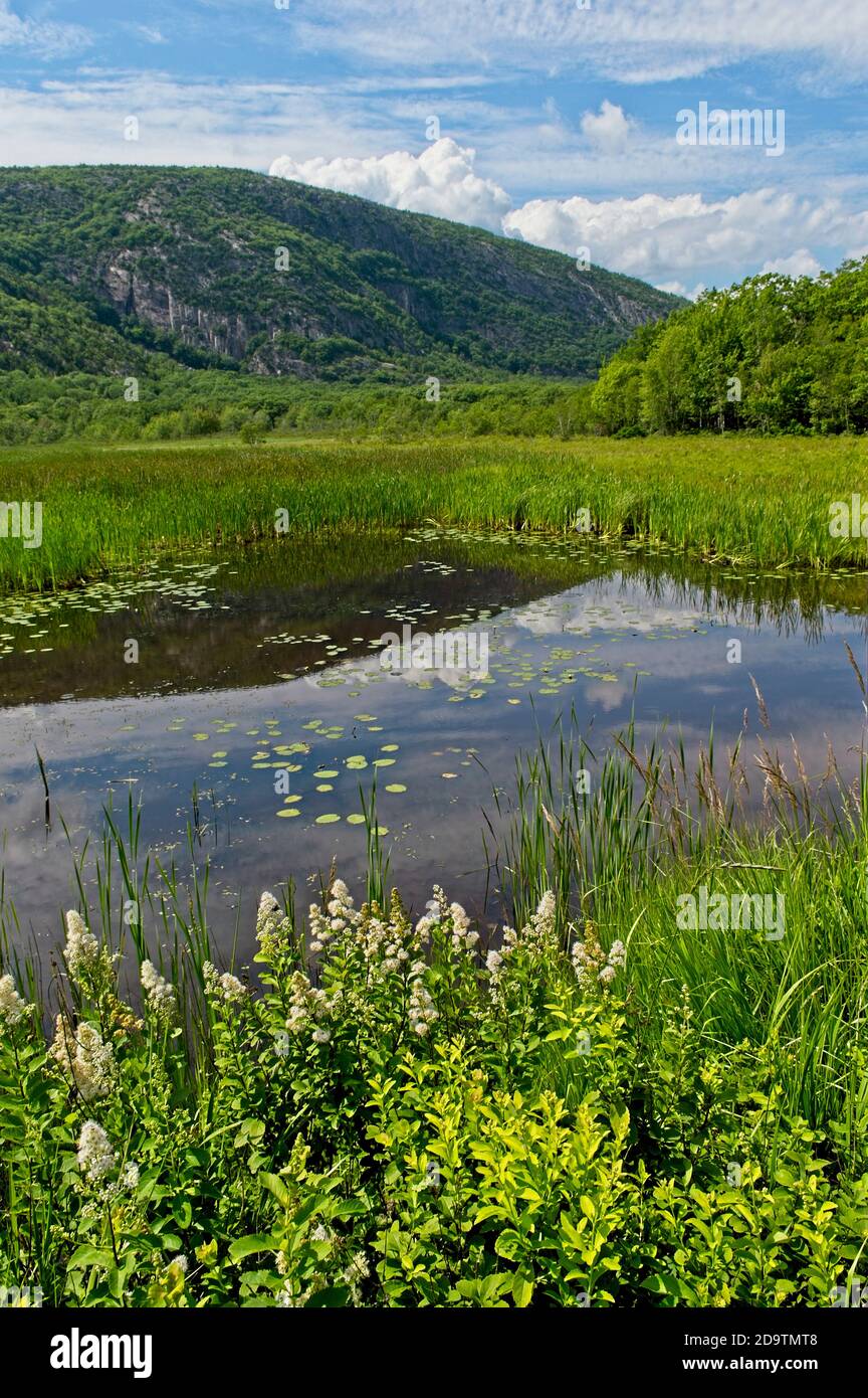 Interior bogs and marshes on Mount Desert island, Acadia National Park ...