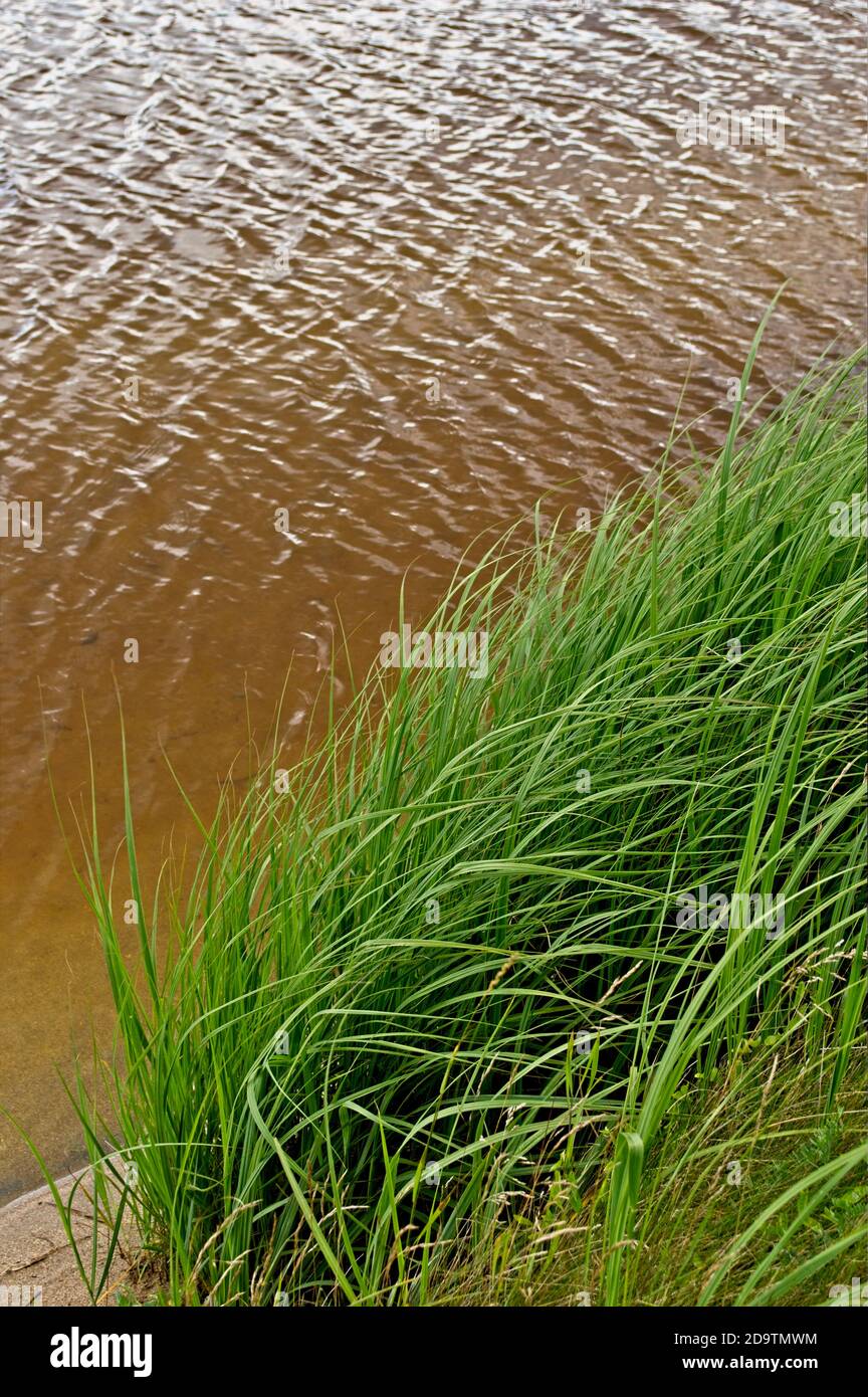 Interior bogs and marshes on Mount Desert island, Acadia National Park ...