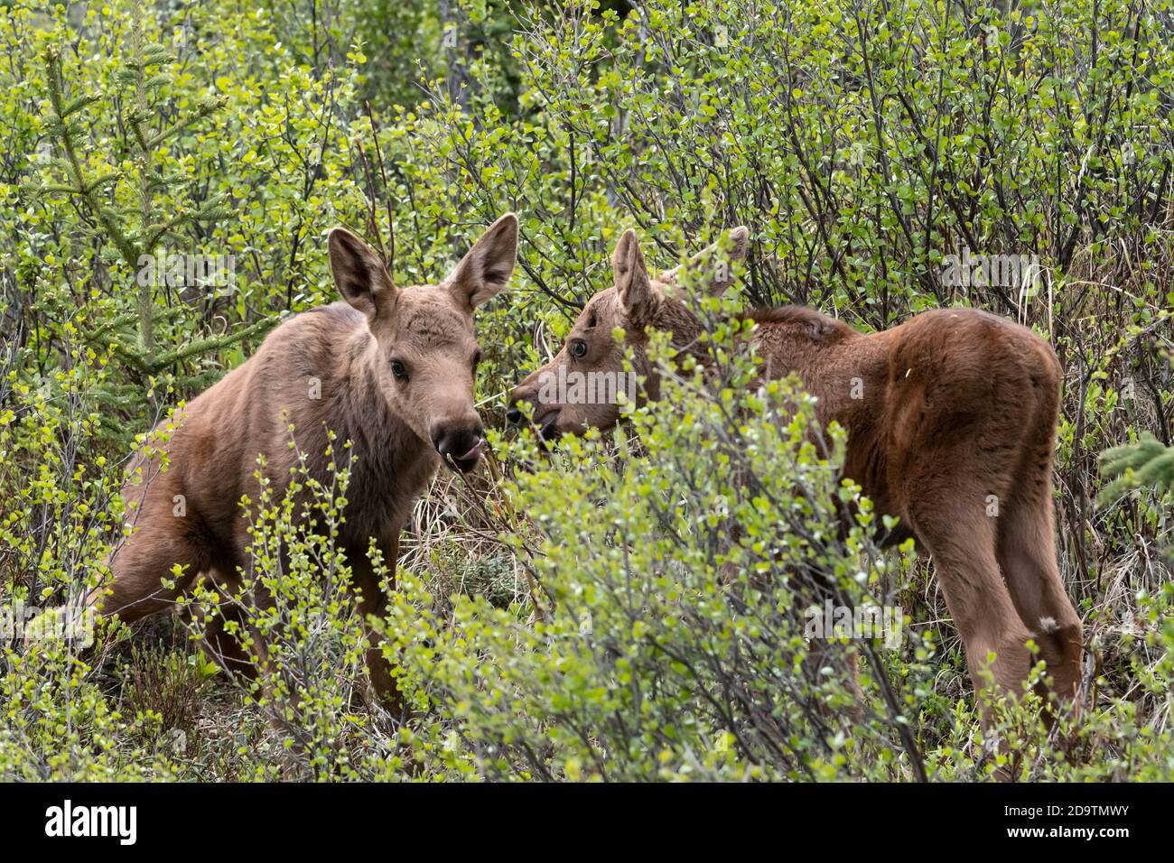 North America; United States; Alaska; Wildlife; Moose; Alces alces ...