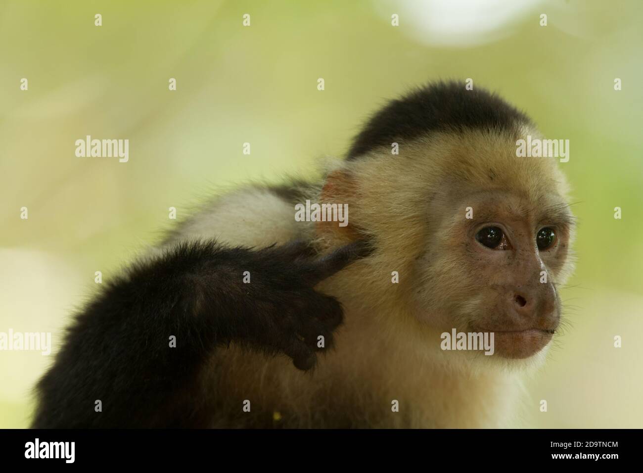 A White-faced Capuchin monkey scratches its ear in Manuel Antonio ...