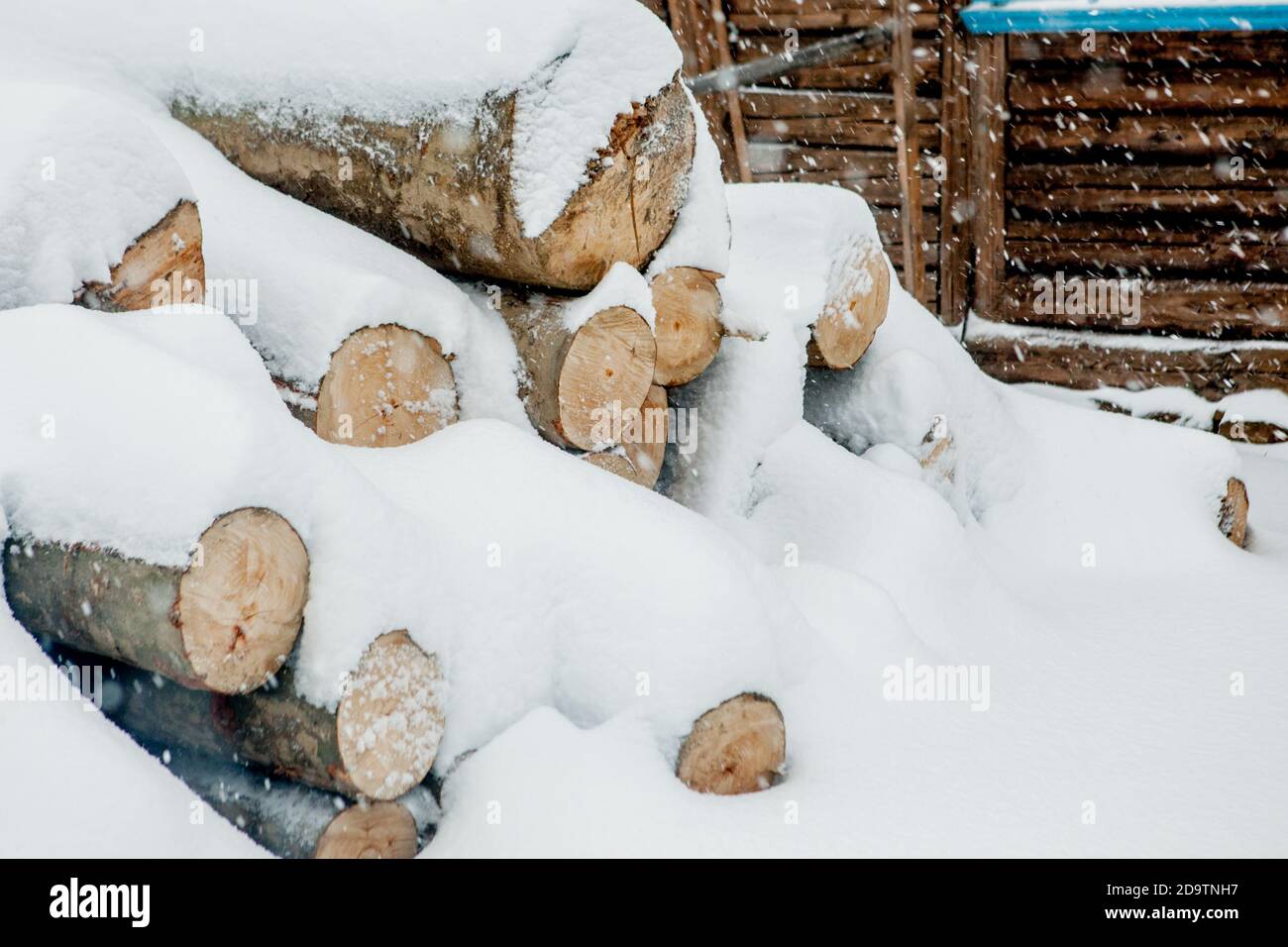 Felled trees under the snow. Raw materials for the woodworking industry ...