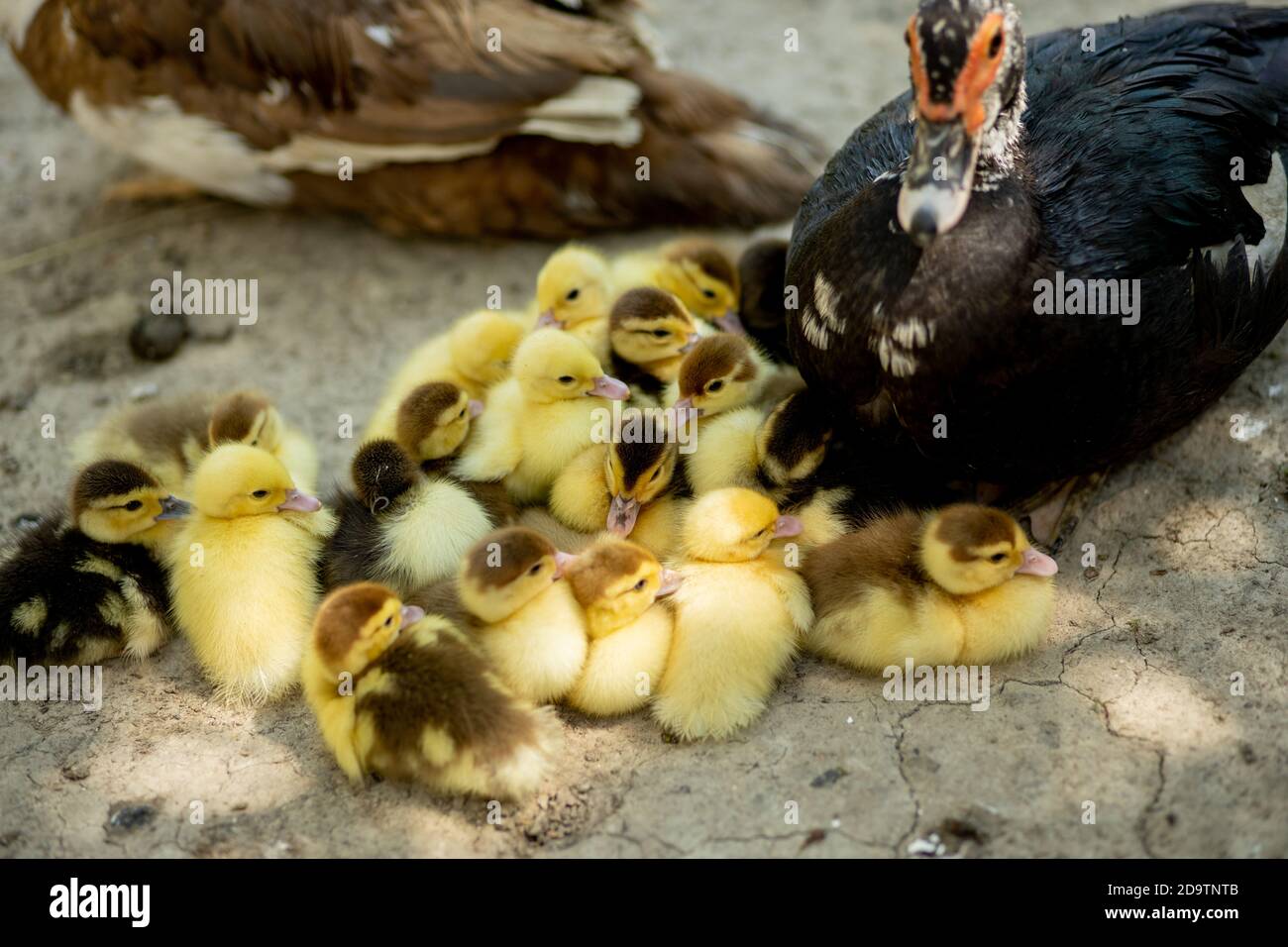 Mother duck with her ducklings. There are many ducklings following the ...