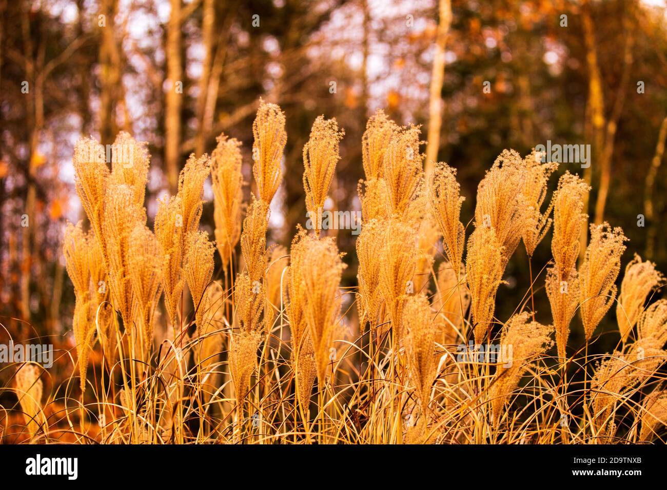 Grasses in the fall/autumn in Maine Stock Photo - Alamy