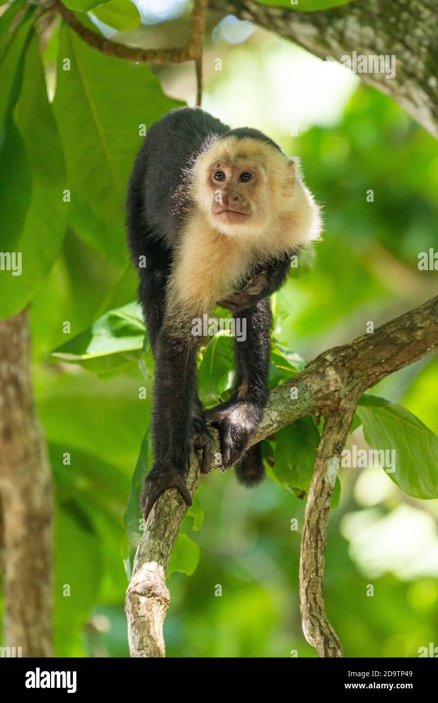A White-faced Capuchin monkey in a tree in the rainforest in Manuel ...