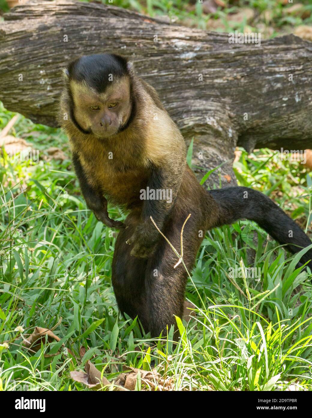 A wild, free-ranging Tufted Capuchin monkey foraging on the grounds of ...