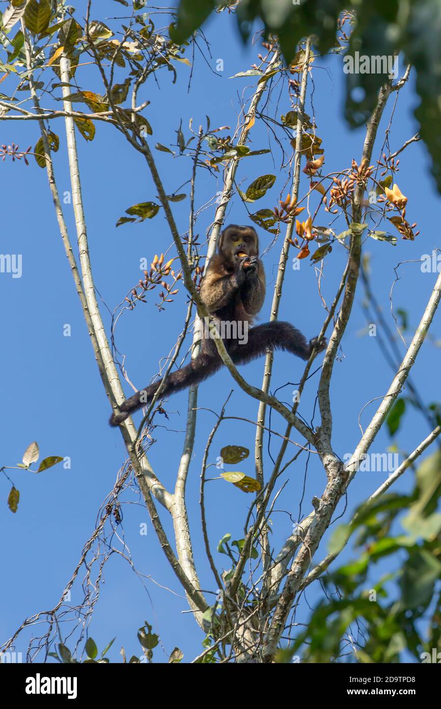Tufted capuchin monkey hi-res stock photography and images - Alamy