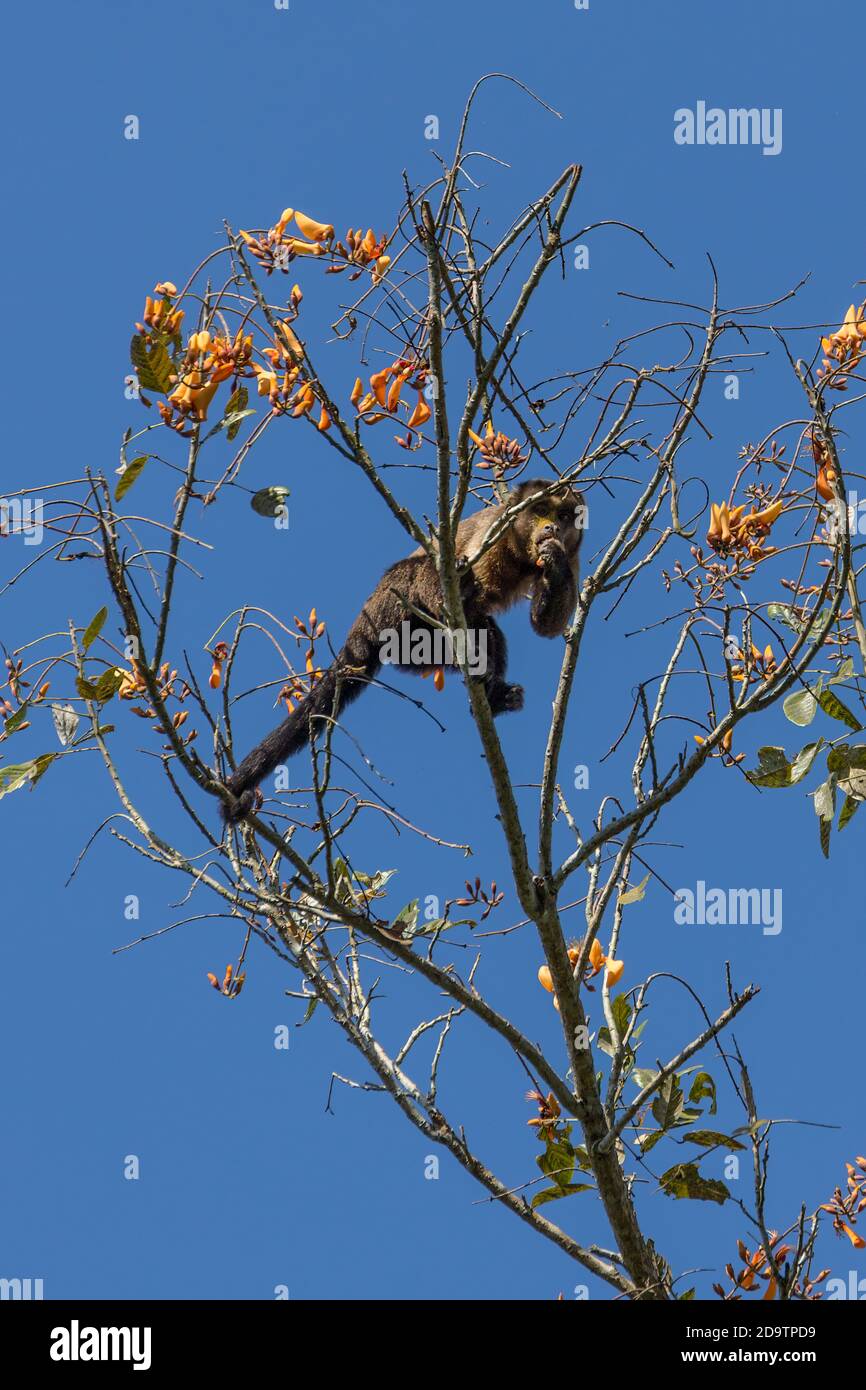 A Tufted Capuchin Monkey feeding on yellow flowers in a tree in the ...