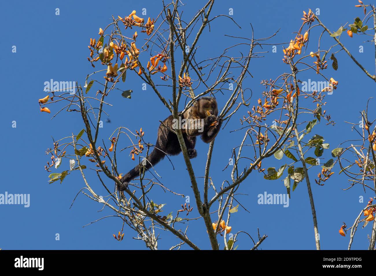 Brazil rainforest landscape flowers hi-res stock photography and images ...