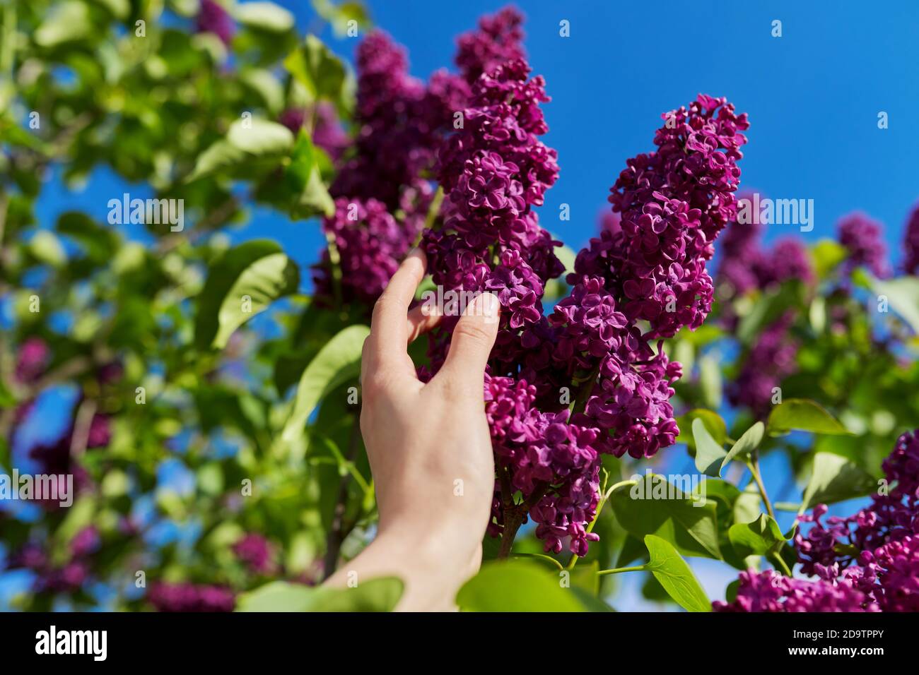 Branches with blooming lilacs on bush, woman's hand touching flowers ...