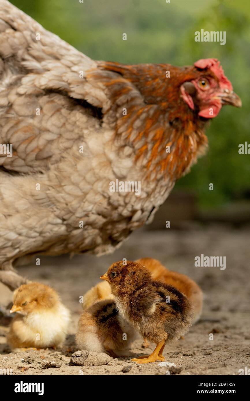 Closeup of a mother chicken with its baby chicks on the farm. Hen with ...