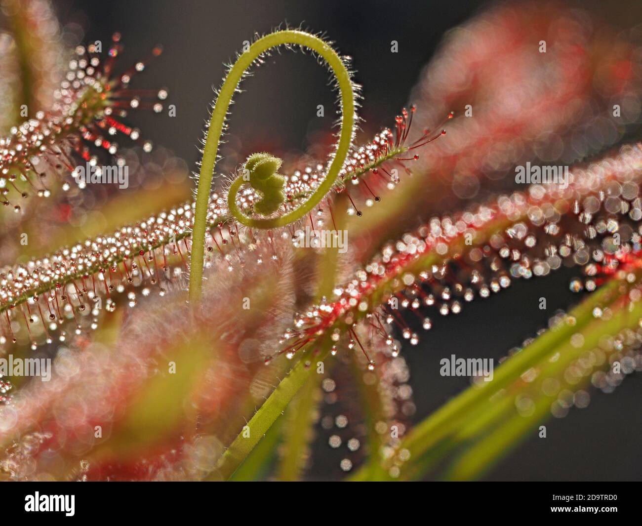 close-up of curled hairy flower stem with buds & glittering sticky red ...