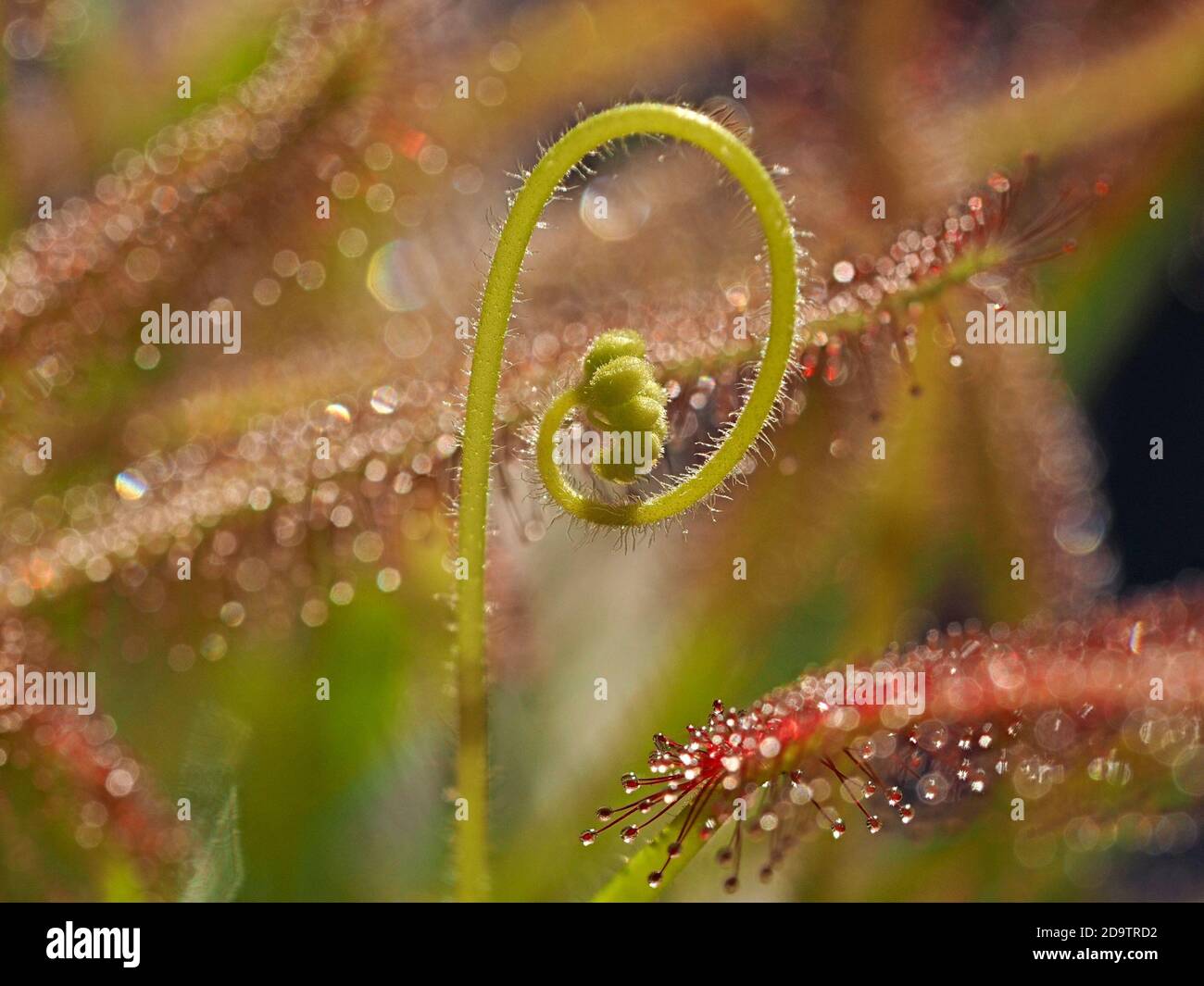 close-up of curled hairy flower stem with buds & glittering sticky red ...
