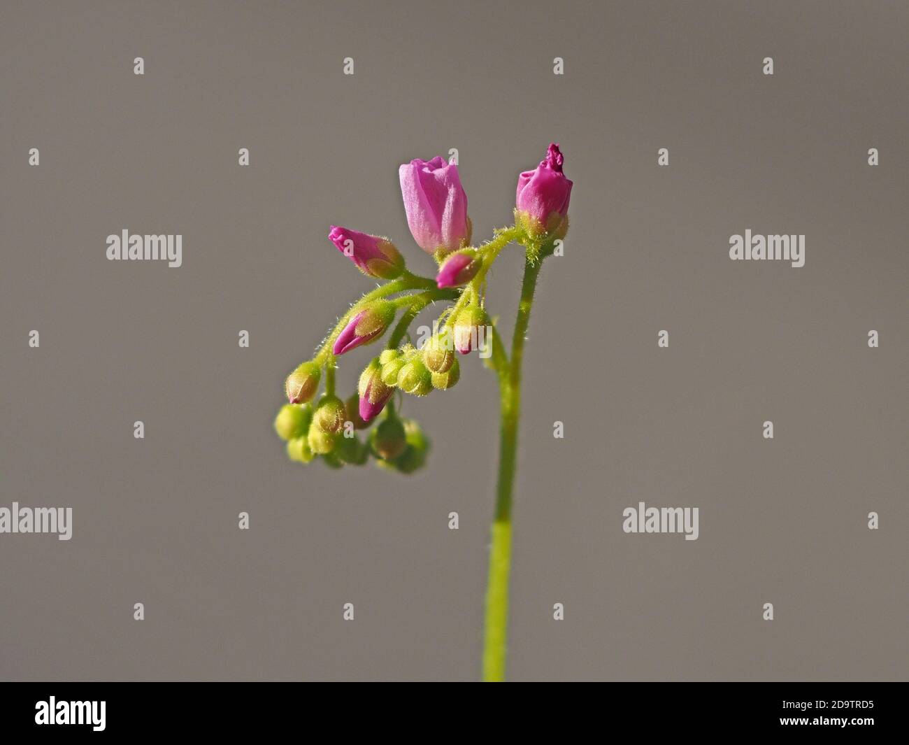 close-up of curled hairy flower stalk laden with tiny emerging pink ...