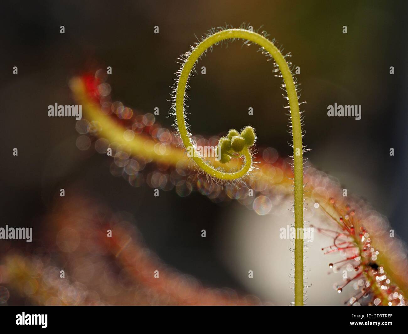 Cape sundew drosera capensis leaf hi-res stock photography and images ...