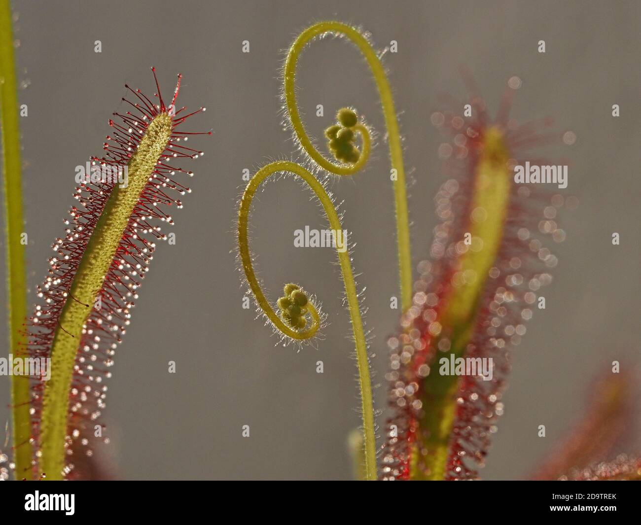 Hairy red stems hi-res stock photography and images - Alamy