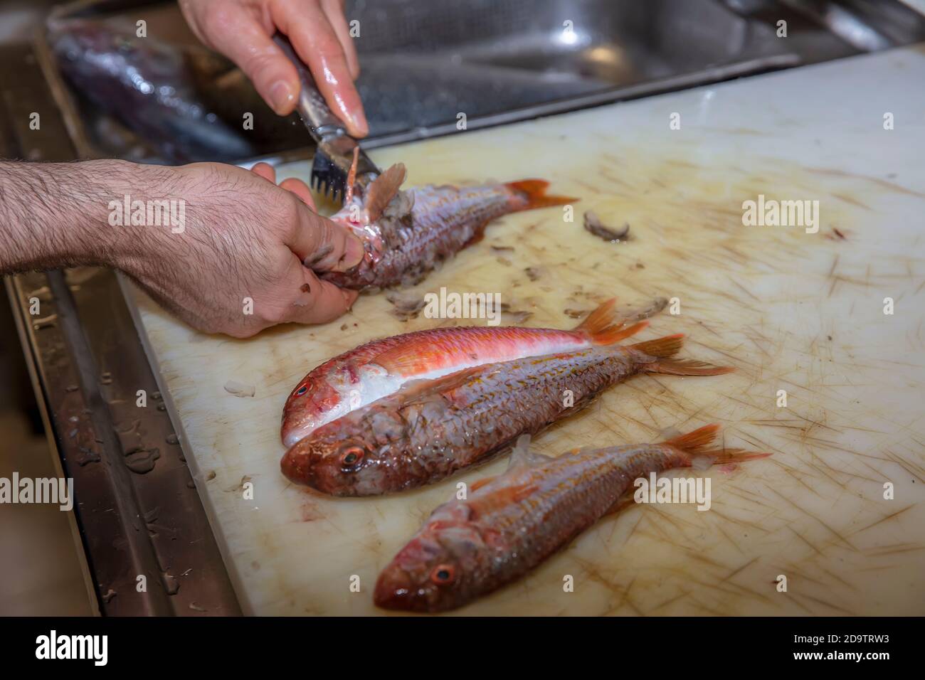 The chef is cleaning the red mullet in the kitchen - preparing it for ...