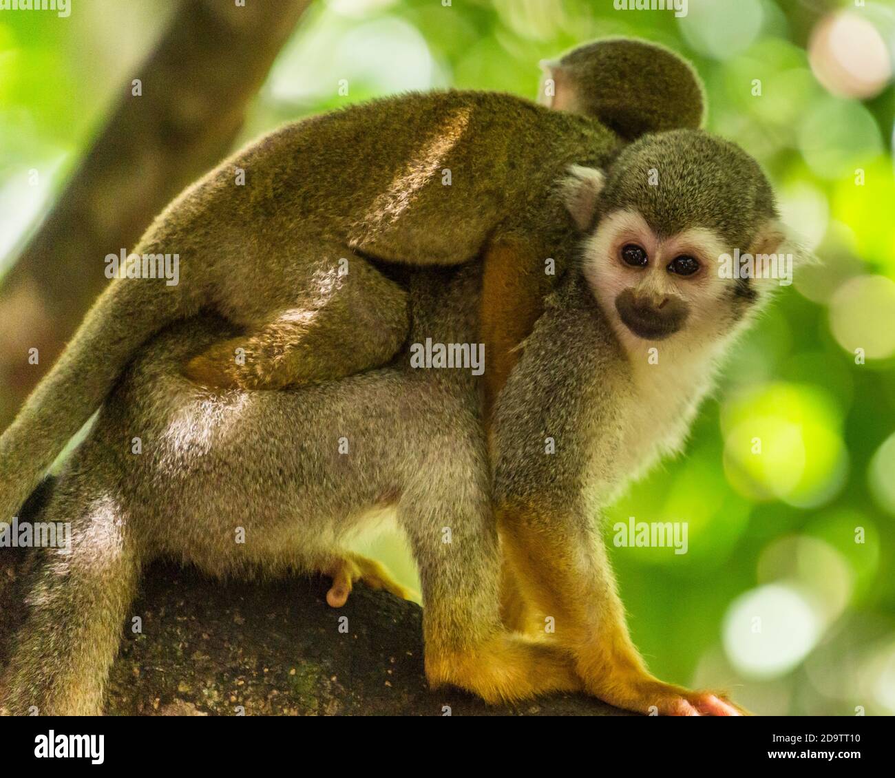 Free-roaming Common Squirrel Monkeys, Saimiri sciureus, in a nature ...