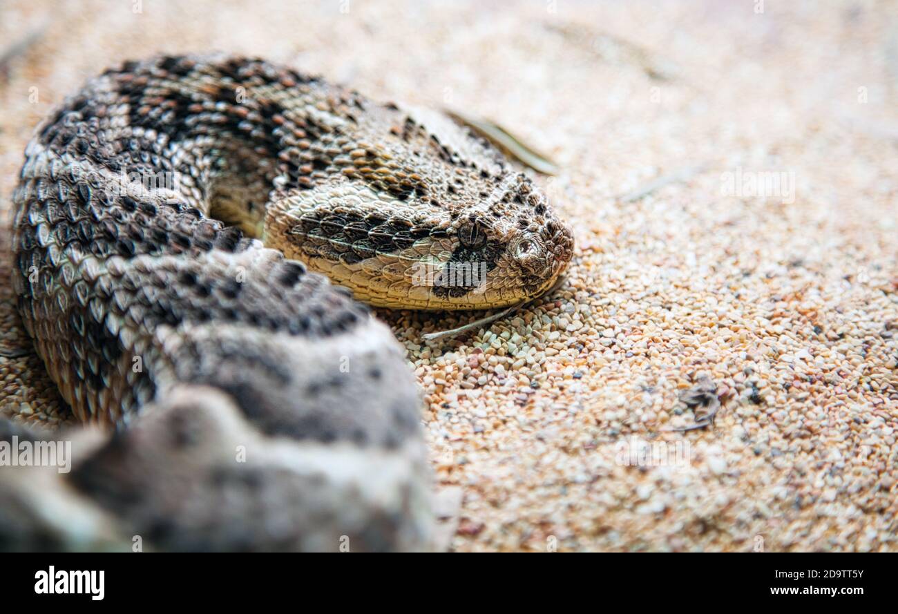Rattlesnake skin hi-res stock photography and images - Alamy