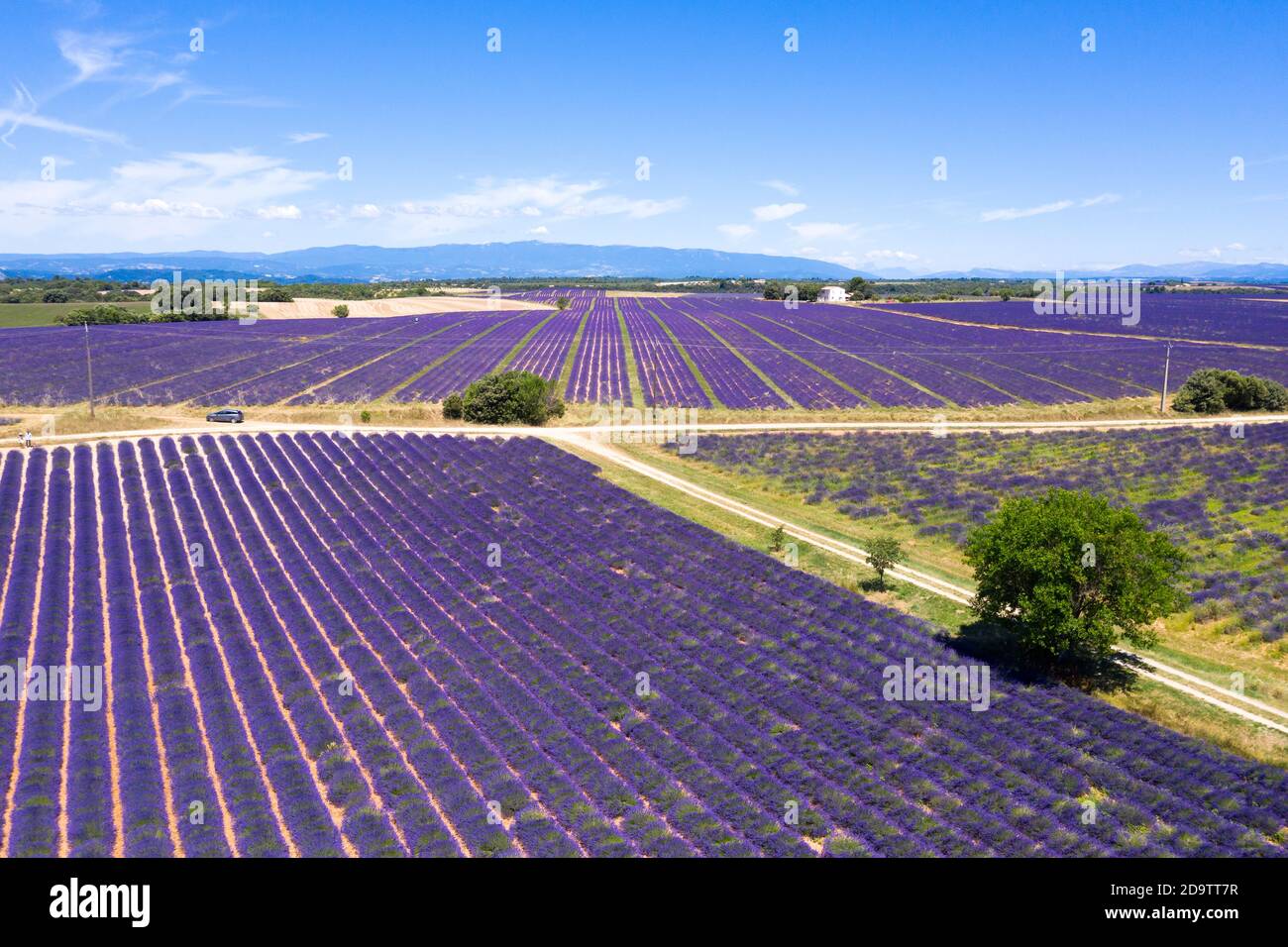Aerial view of lavender fields in valensole, france hi-res stock photography and images - Alamy