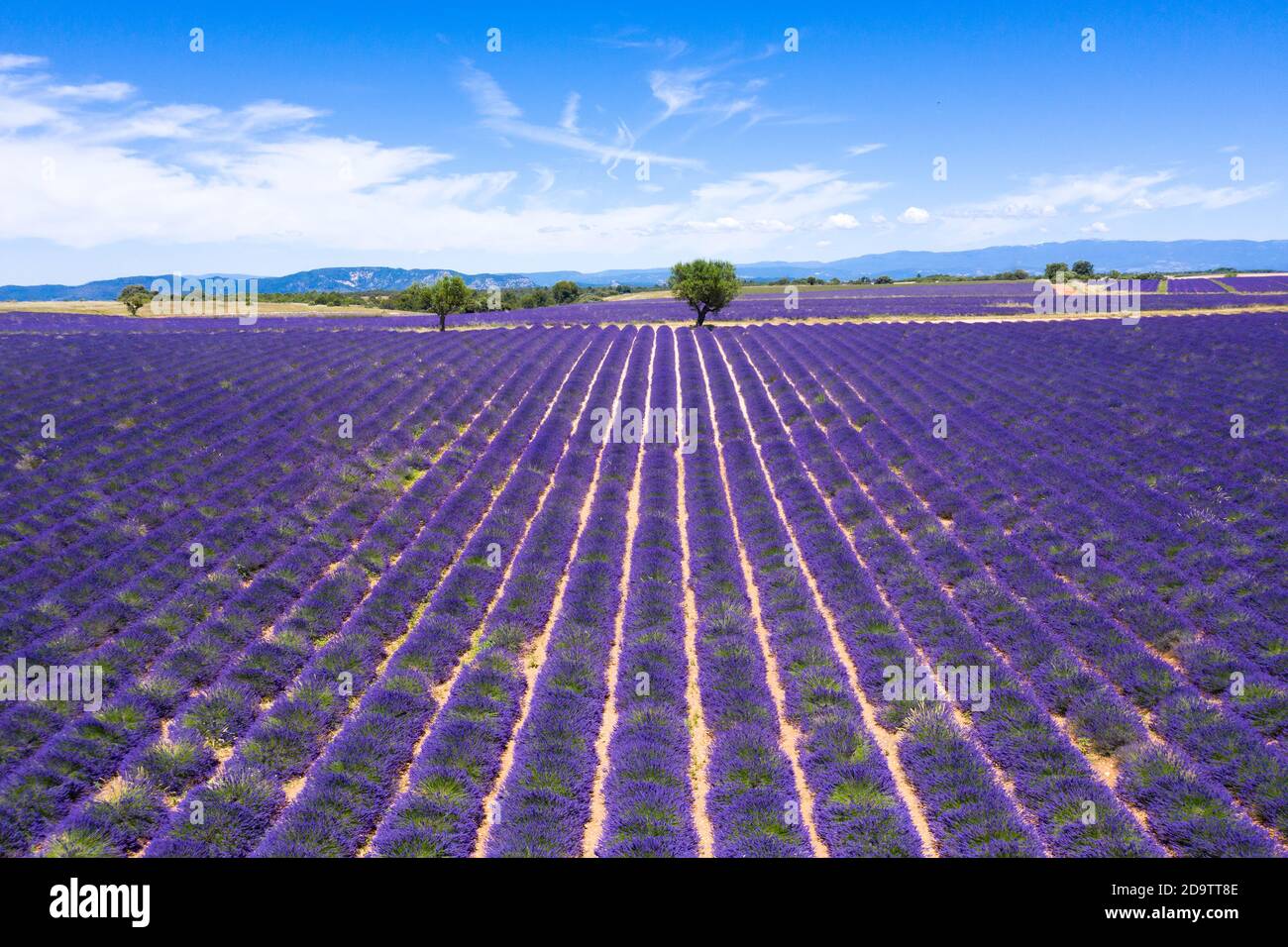 Aerial view of lavender fields in valensole, france hi-res stock ...