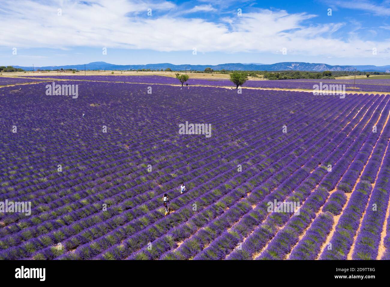 Aerial view of lavender fields in Valensole in South of France Stock ...
