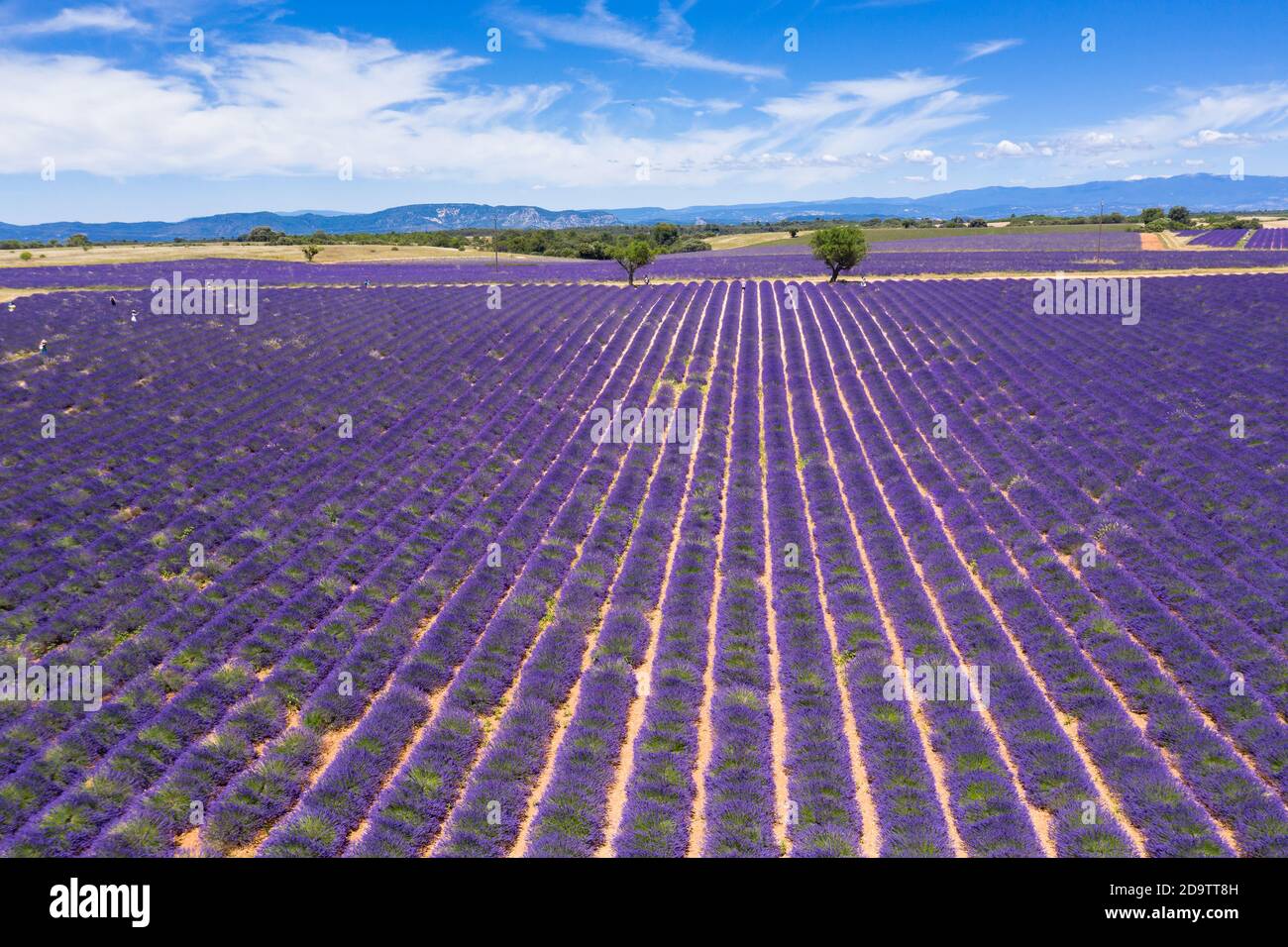 Aerial view of lavender fields in Valensole in South of France Stock ...