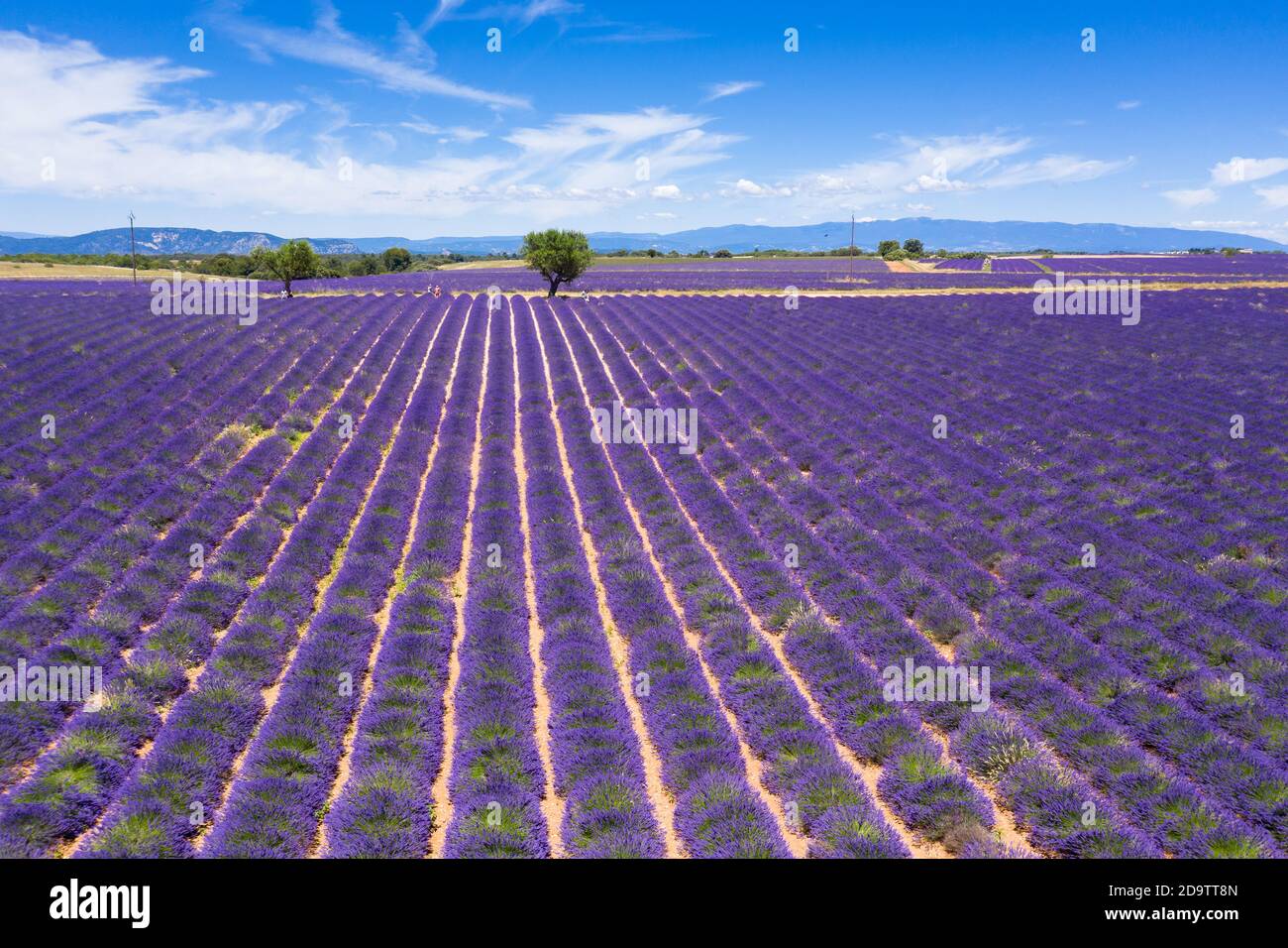 Aerial view of lavender fields in valensole, france hi-res stock ...