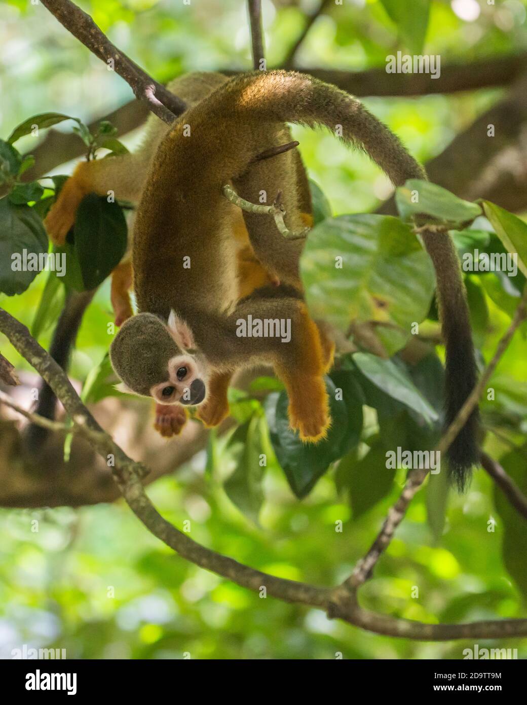 Free-roaming Common Squirrel Monkeys, Saimiri sciureus, in a nature ...