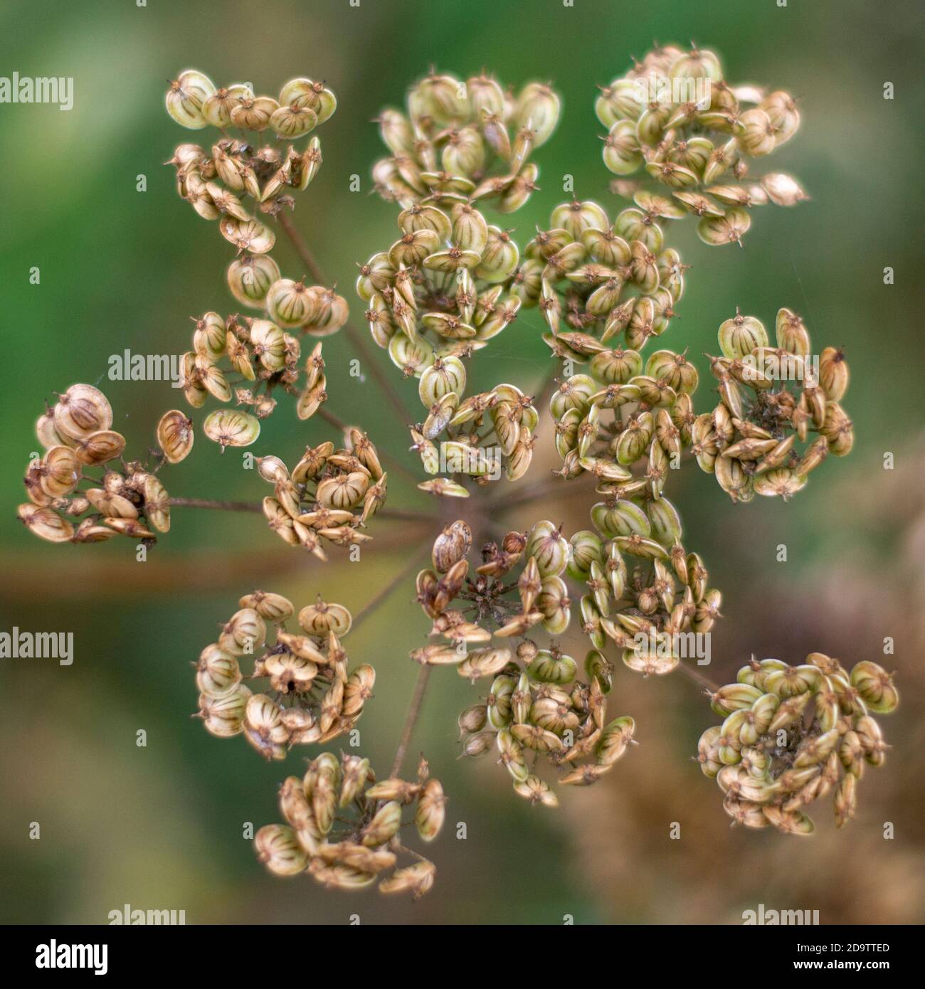 Wildflower seed heads hi-res stock photography and images - Alamy