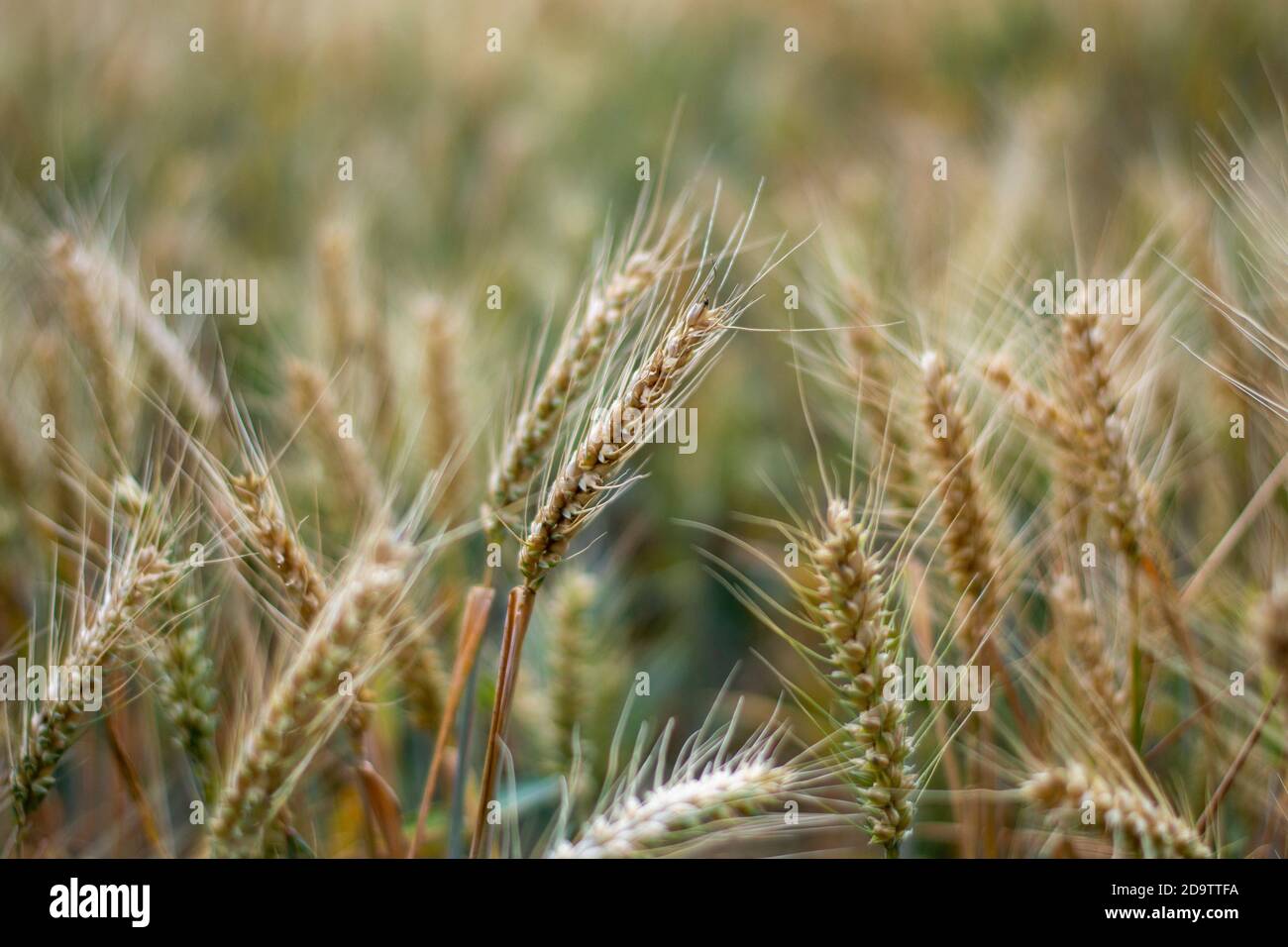 Awn Of Wheat High Resolution Stock Photography and Images - Alamy