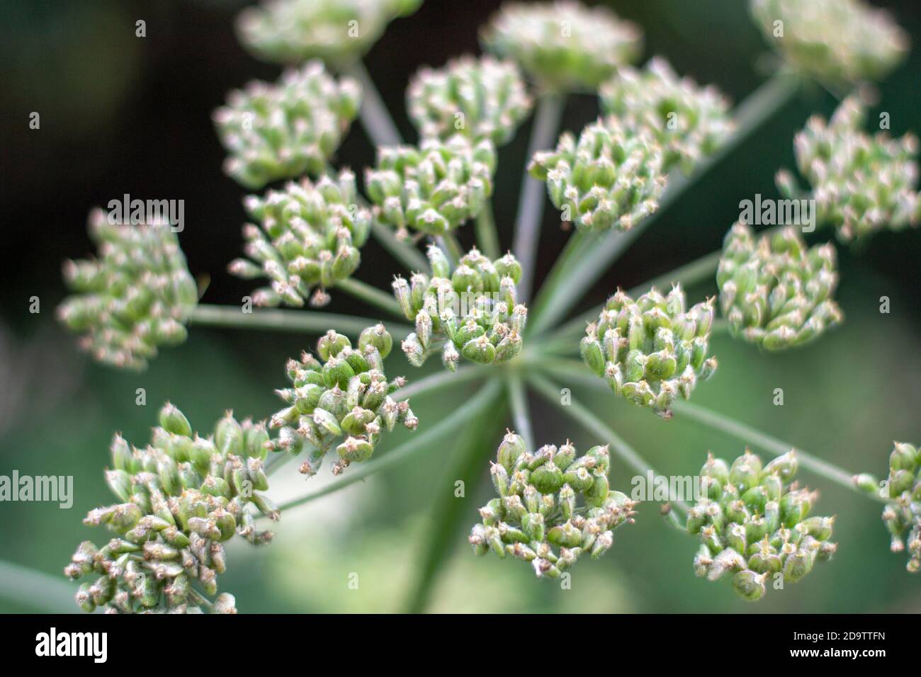Flower seed pods hi-res stock photography and images - Alamy