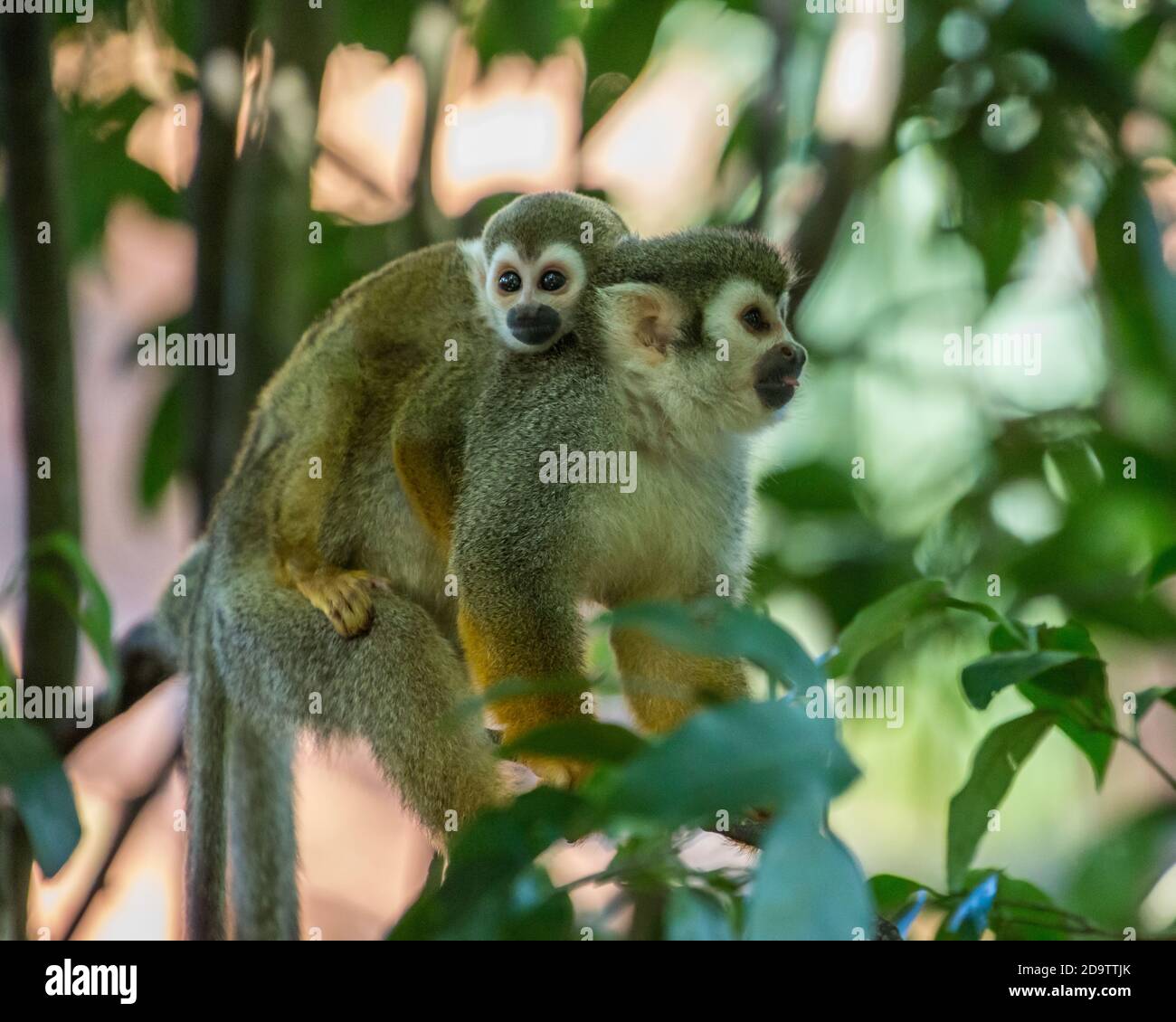 Free-roaming Common Squirrel Monkeys, Saimiri sciureus, in a nature ...