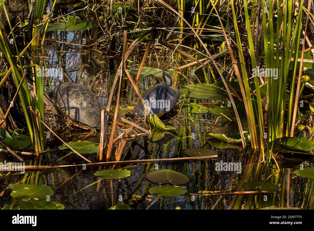 Everglades swamp creatures Stock Photo - Alamy