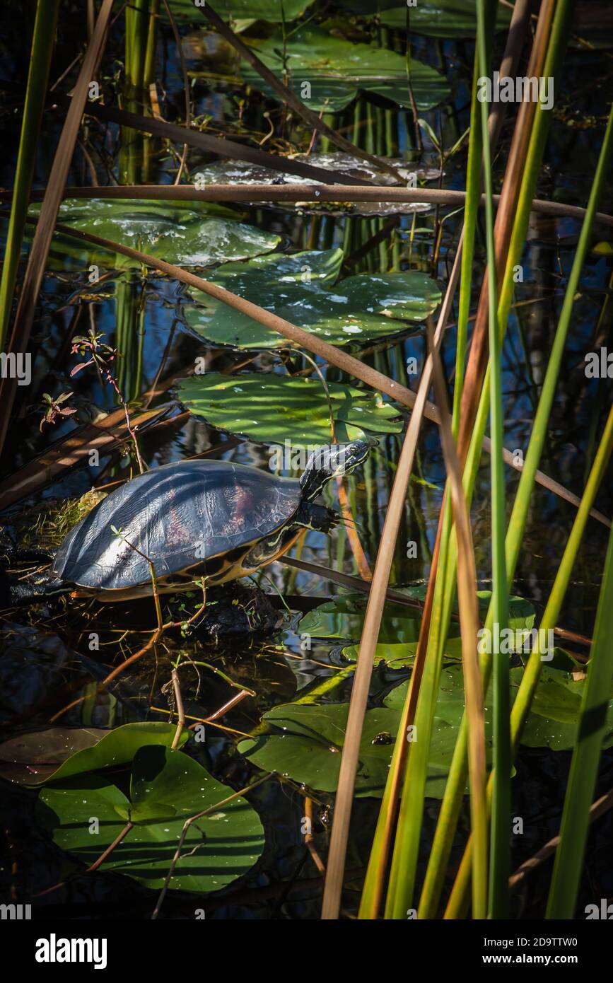 Everglades swamp creatures Stock Photo - Alamy