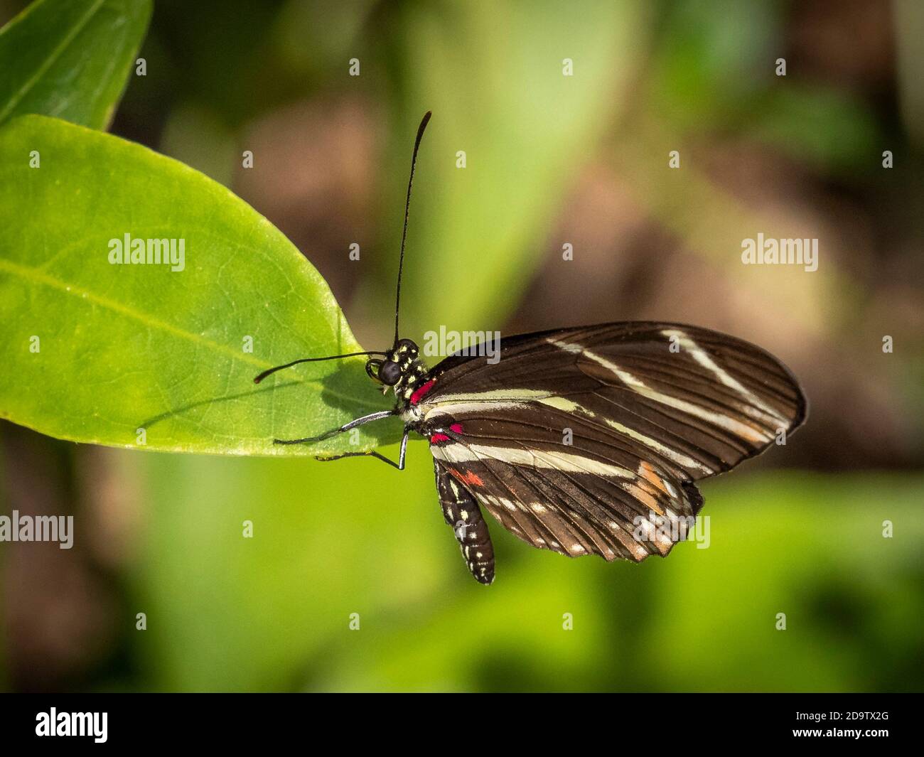 Closeup of a Zebra longwing or zebra heliconian (Heliconius charitonius ...