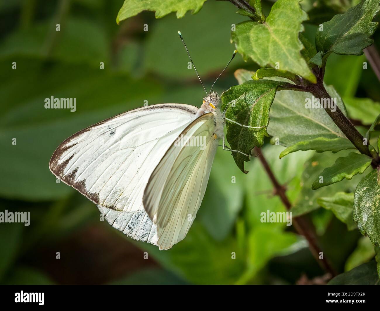 Small white butterfly hi-res stock photography and images - Alamy