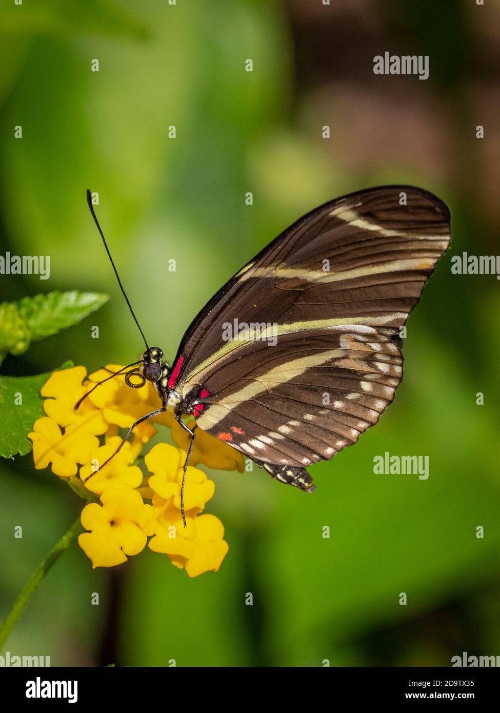 Closeup of a Zebra longwing or zebra heliconian (Heliconius charitonius ...