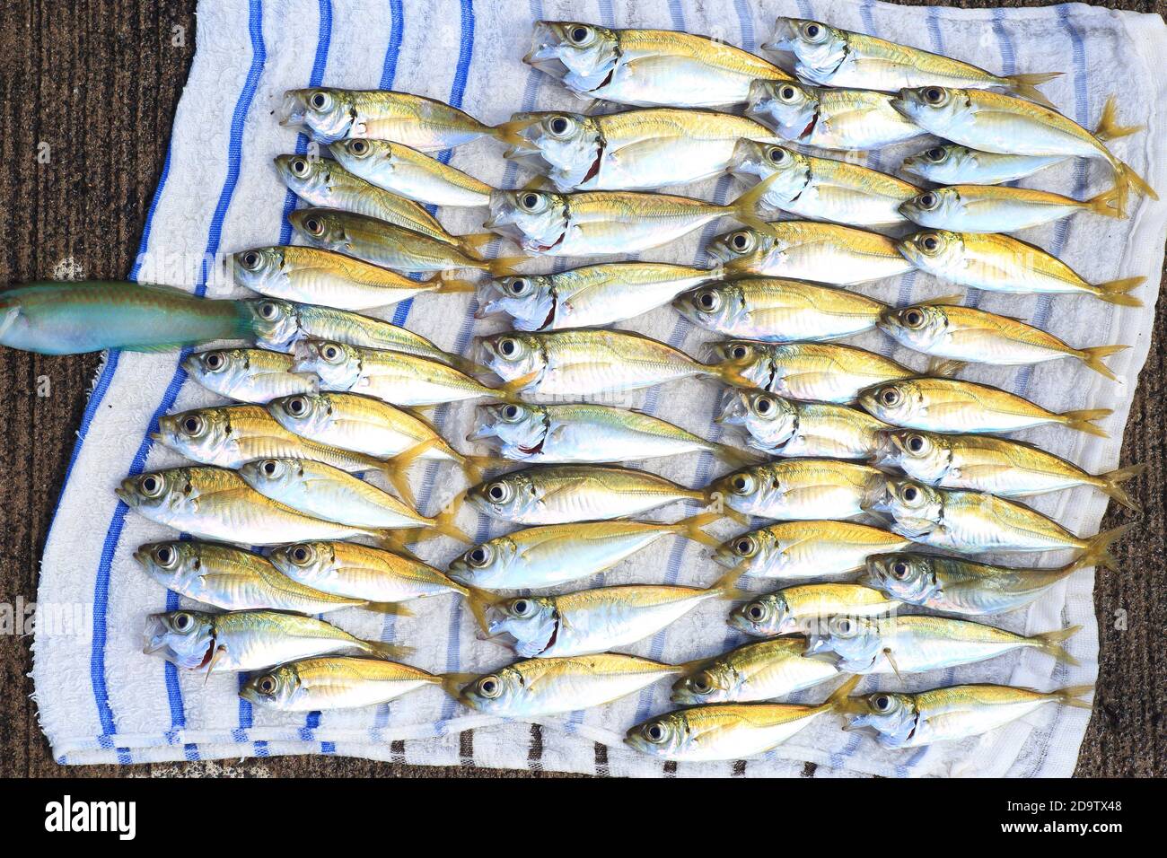 Japanese Jack mackerel or Trevally or Horse mackerel (Trachurus ...