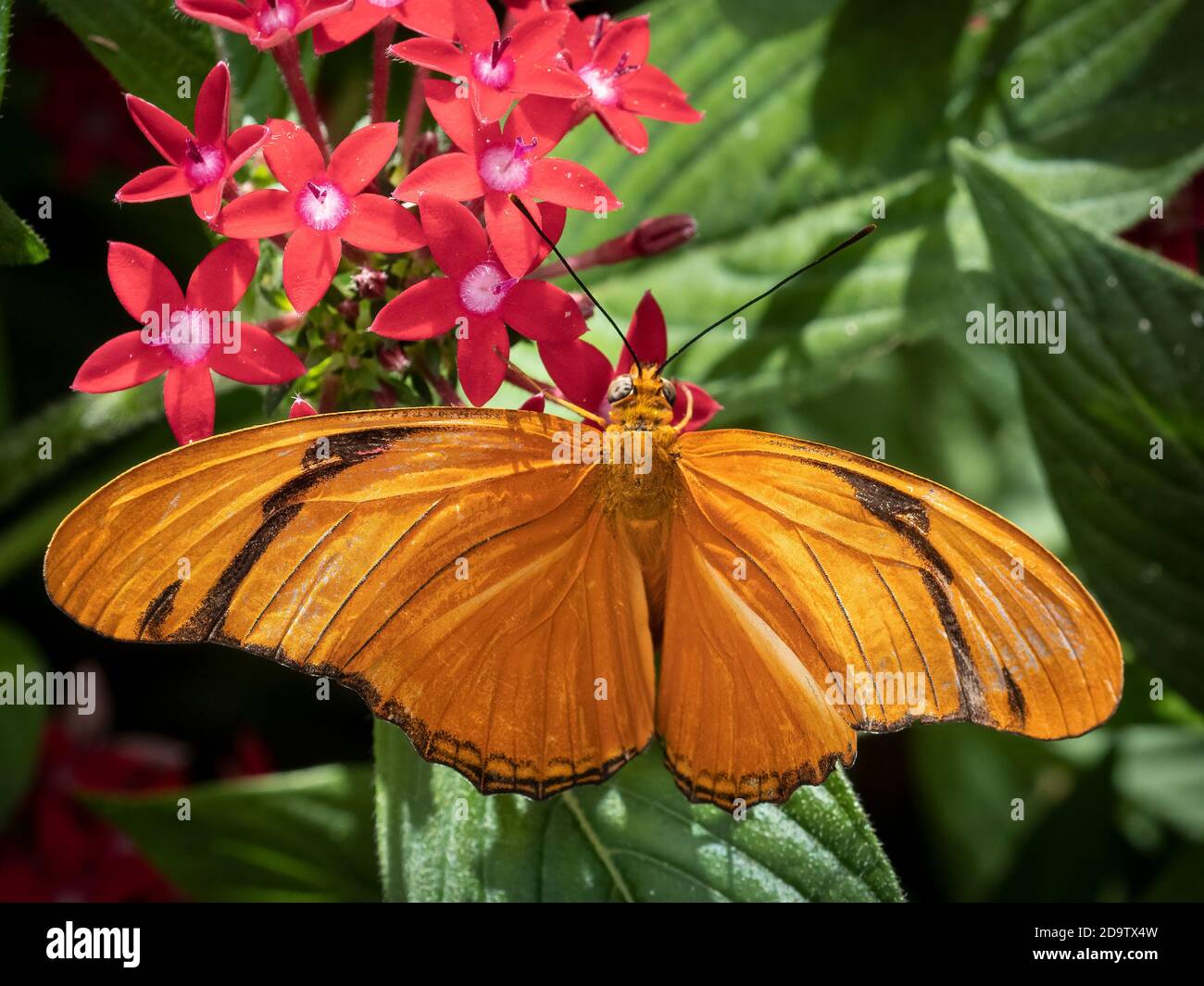 Julis butterfly hi-res stock photography and images - Alamy