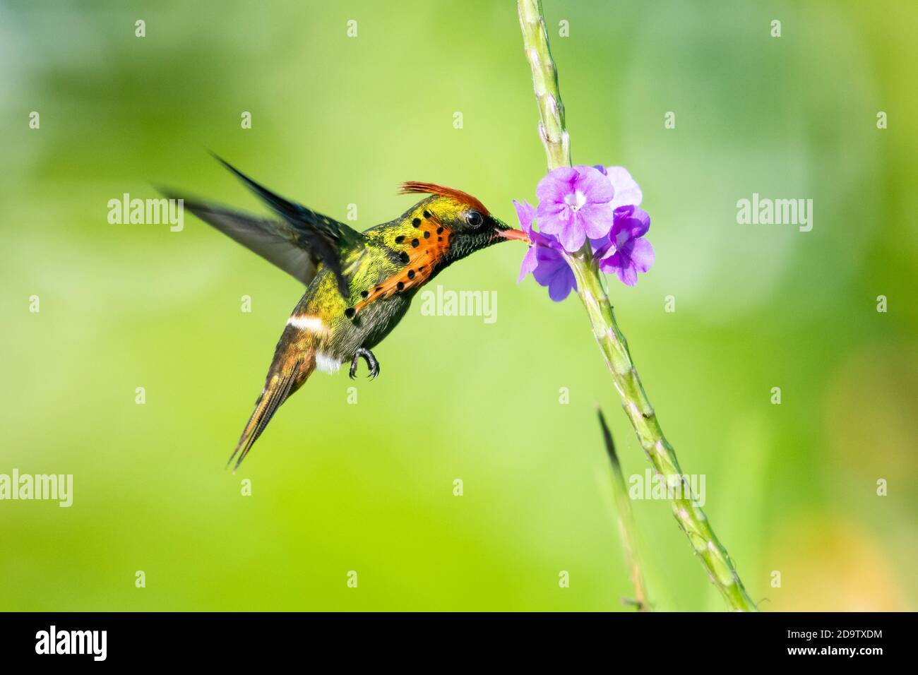 A Tufted Coquette hummingbird feeding on Vervain flower in a tropical ...
