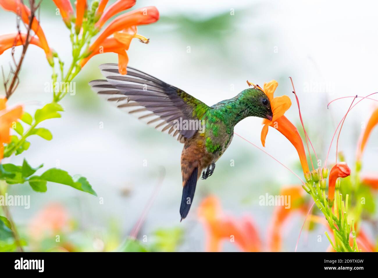Hummingbird honeysuckle hi-res stock photography and images - Alamy