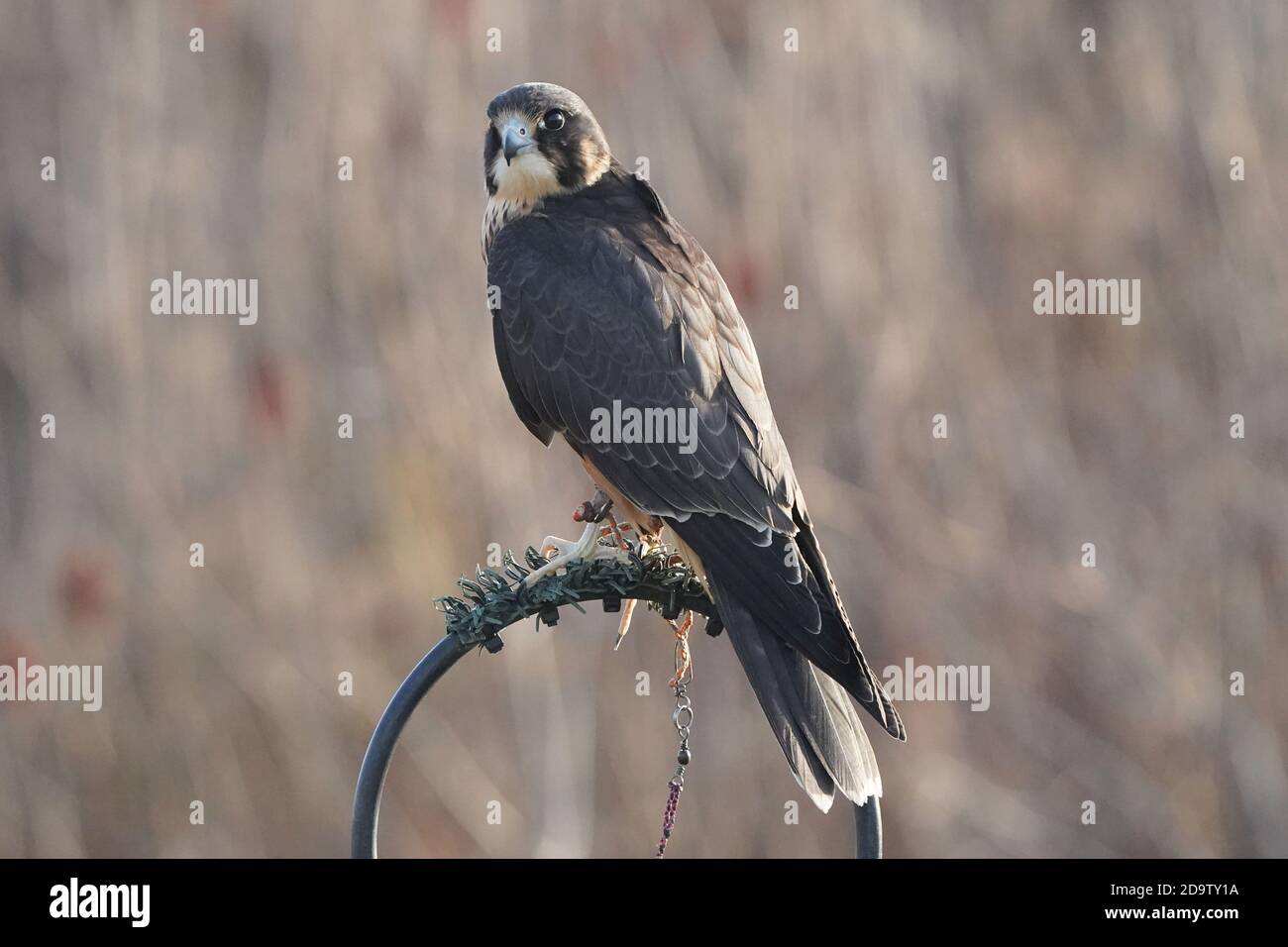 Large bird attacks smaller birds hi-res stock photography and images ...