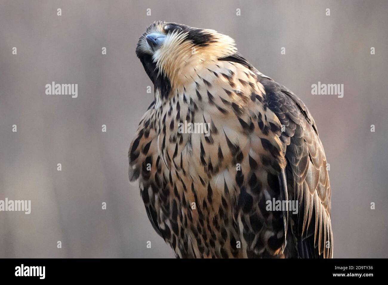Two largest tail feathers hi-res stock photography and images - Alamy