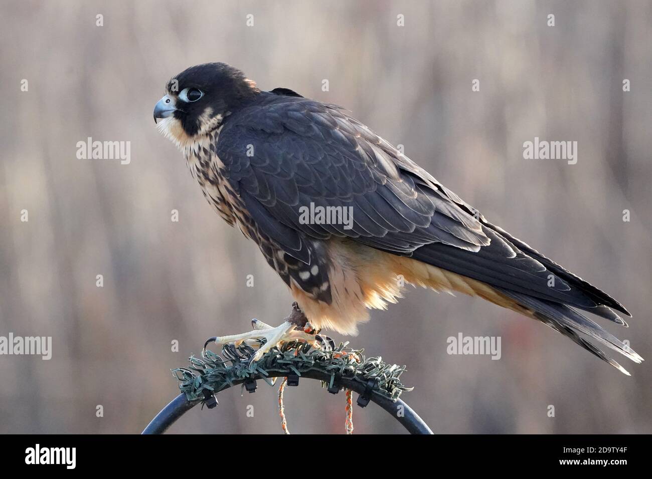 Peregrine Falcon used in Falconry Stock Photo - Alamy